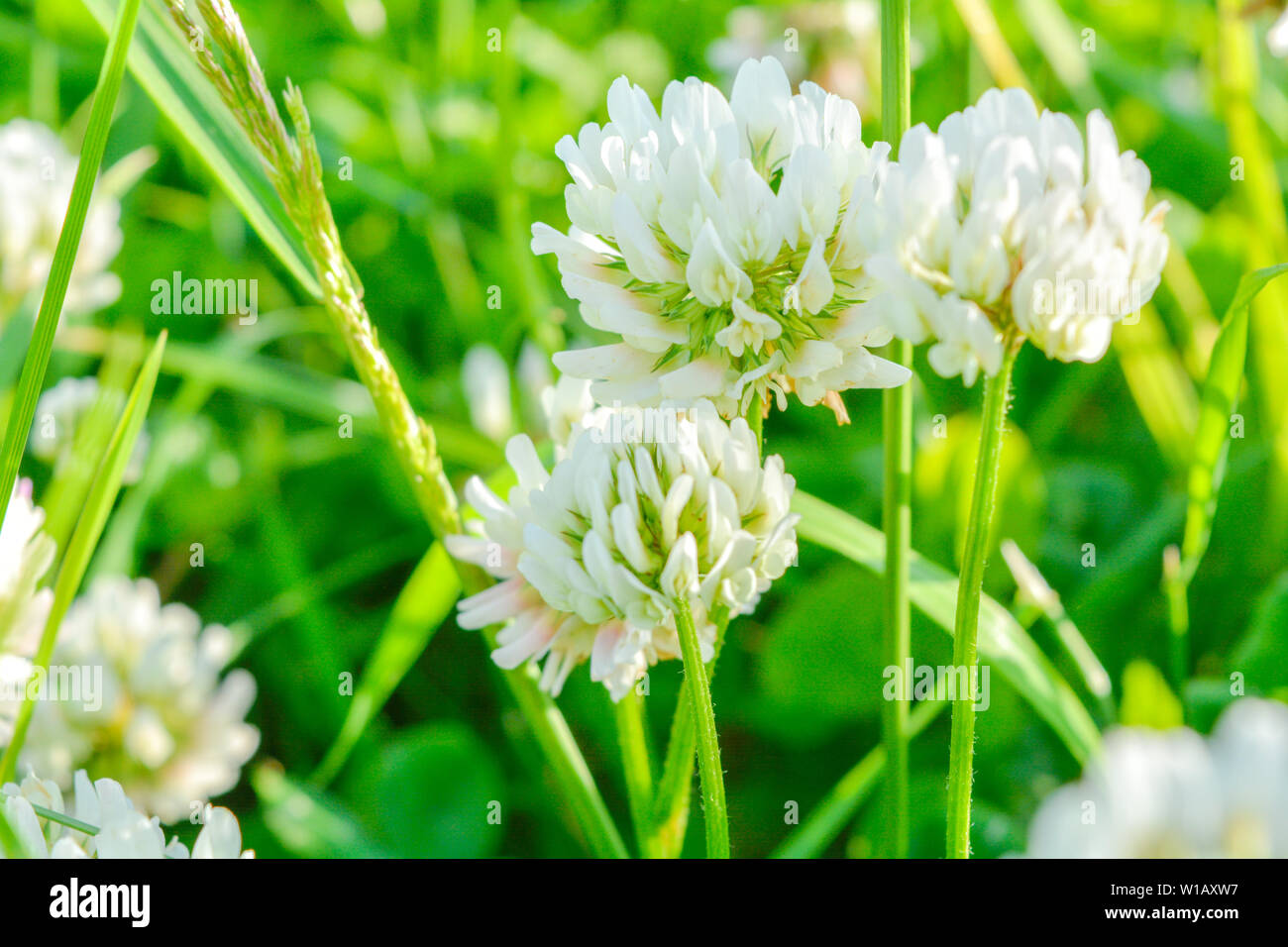 White clover aka Trifolium repens in grass on summer meadow. Close up ...