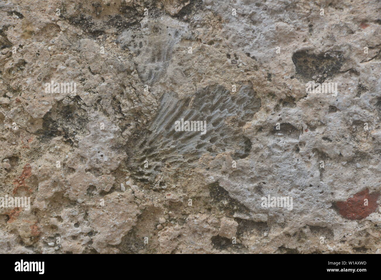 Sea shells in cuba hi-res stock photography and images - Alamy