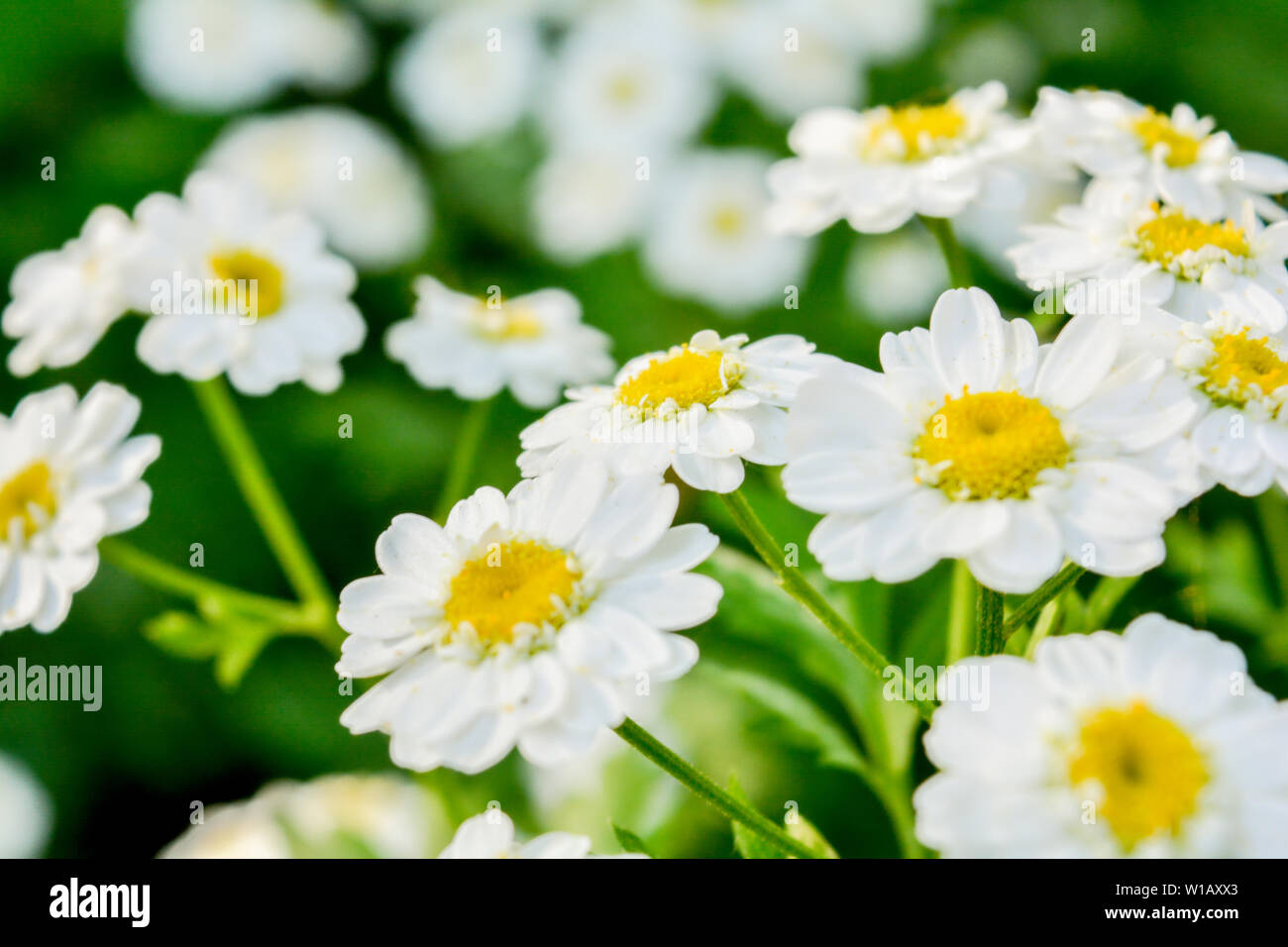 White and yellow flowers of Feverfew Pyrethrum or Tanacetum Corymbosum ...