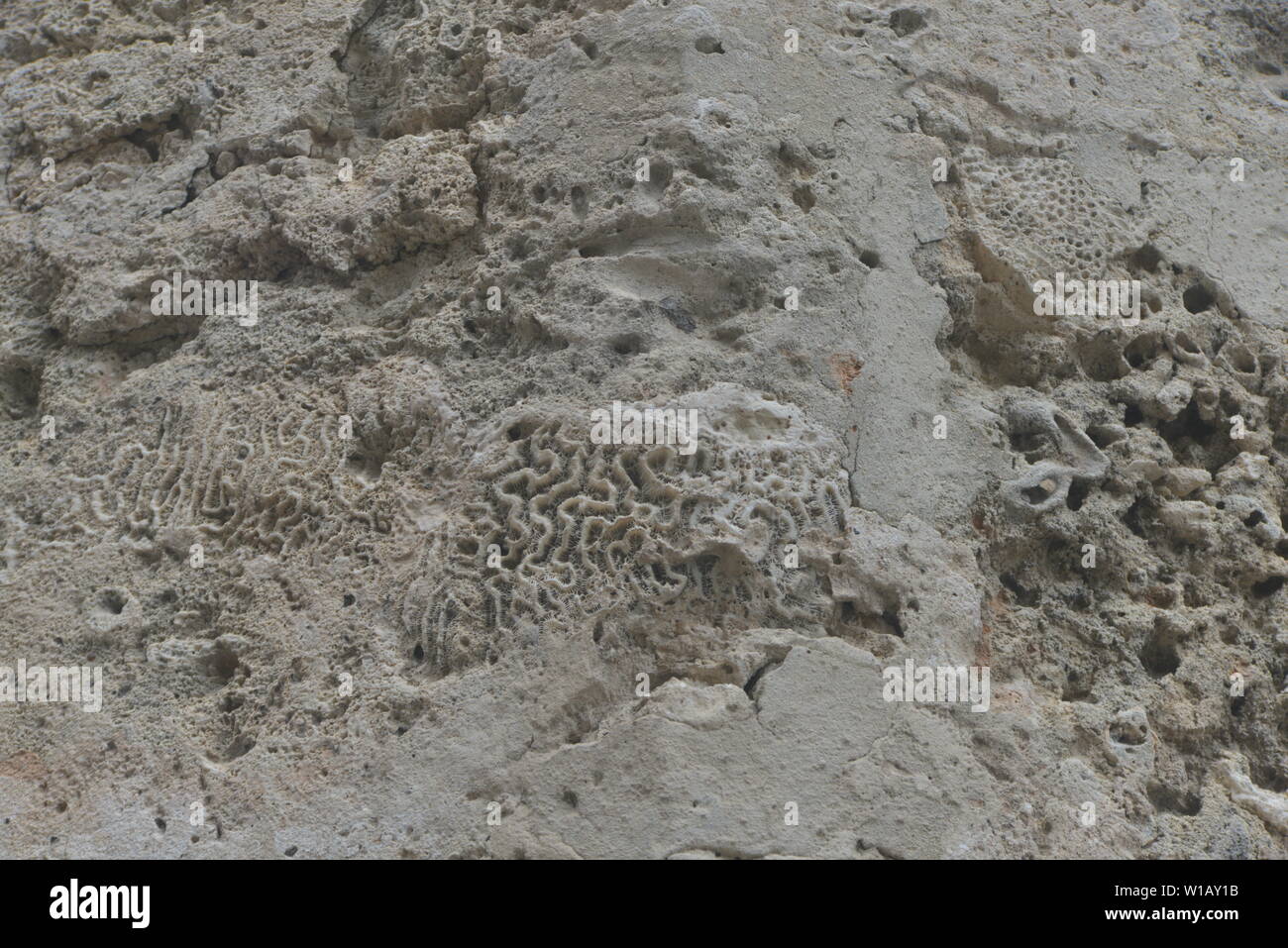 Sea shells in cuba hi-res stock photography and images - Alamy