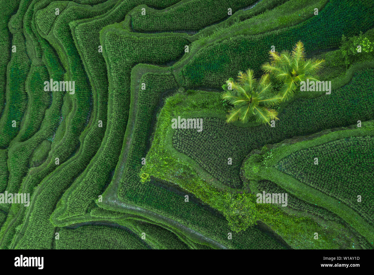 Aerial view jatiluwih rice terrace hi-res stock photography and images ...