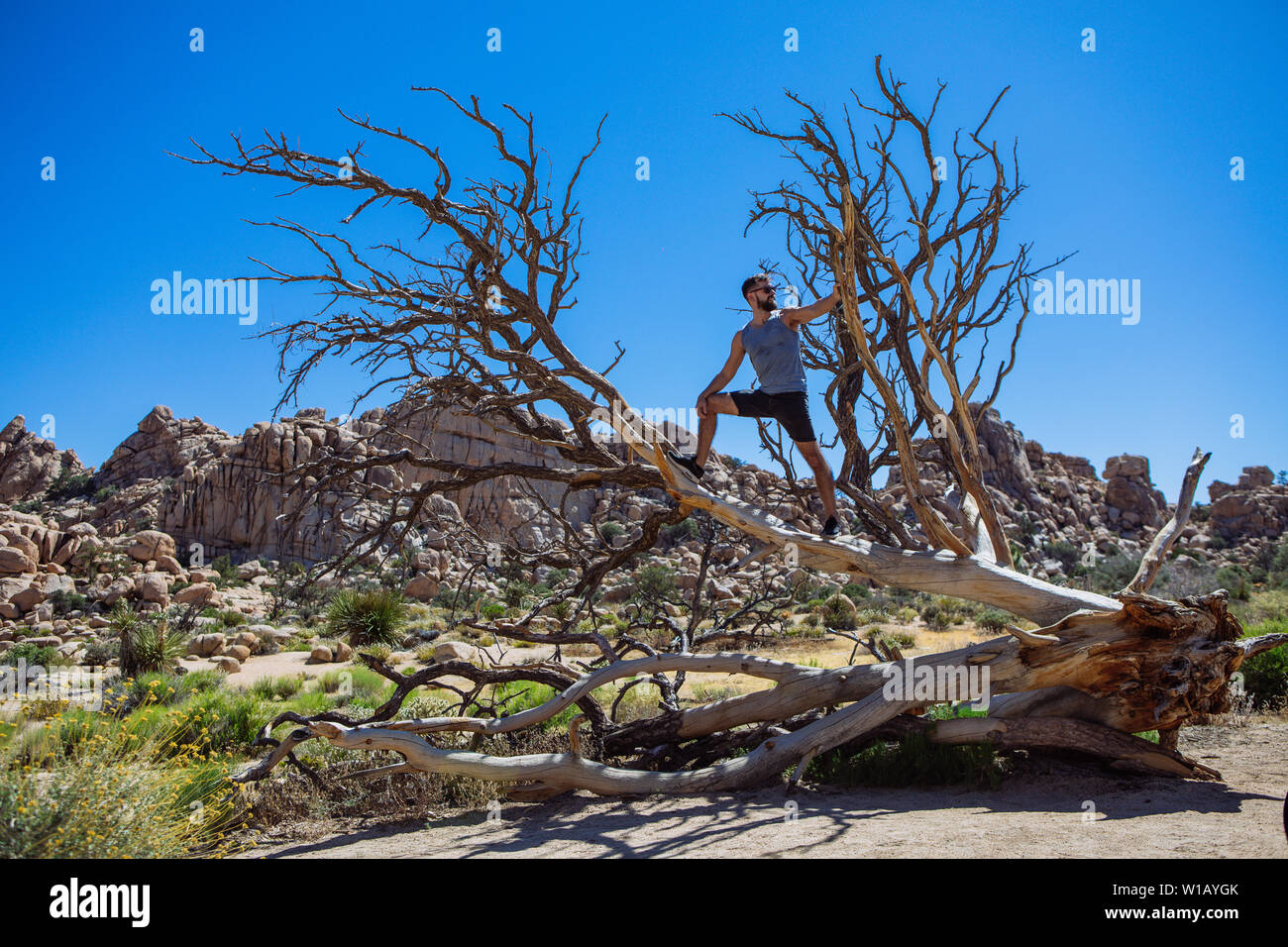 Dead joshua tree hi-res stock photography and images - Alamy