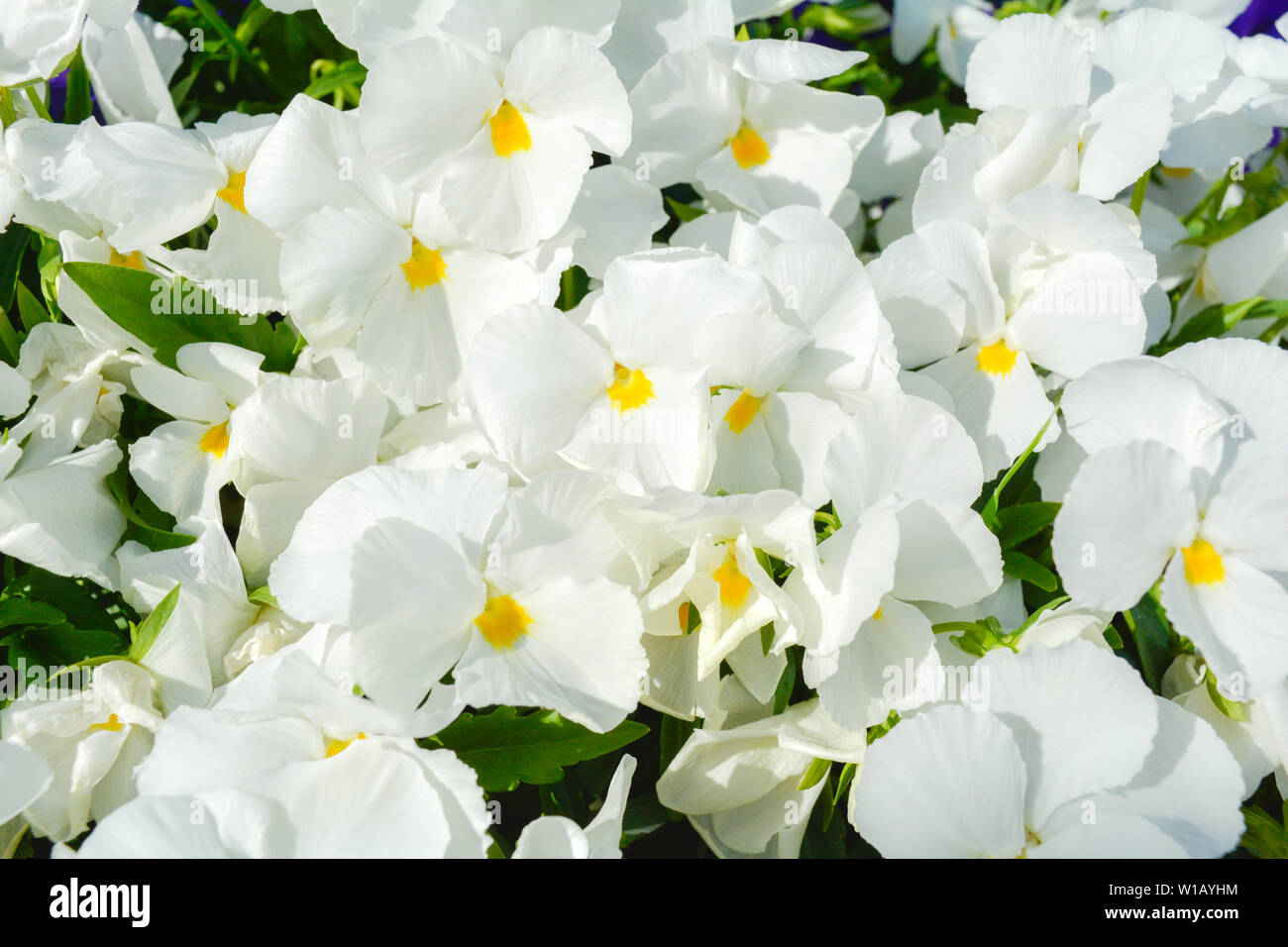 Group of white Viola canadensis flowers in sunny day. White viola or ...