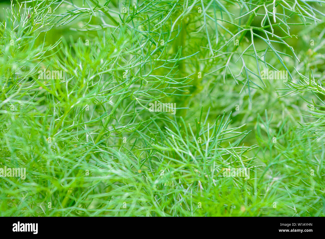 Macro view of Fluffy grass in summer garden as bright green background ...