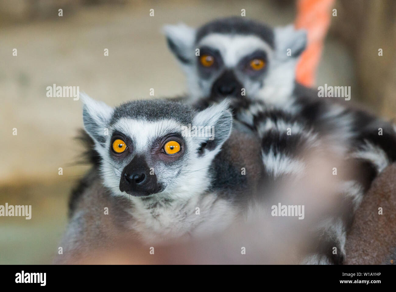 Ring-Tailed Lemurs closeup portrait, a large gray primate with golden ...