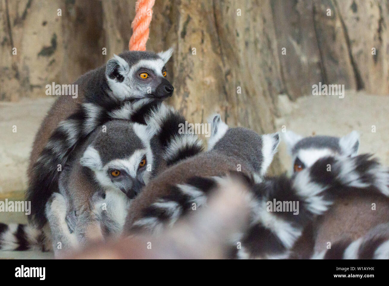 Ring-Tailed Lemurs closeup portrait, a large gray primate with golden ...