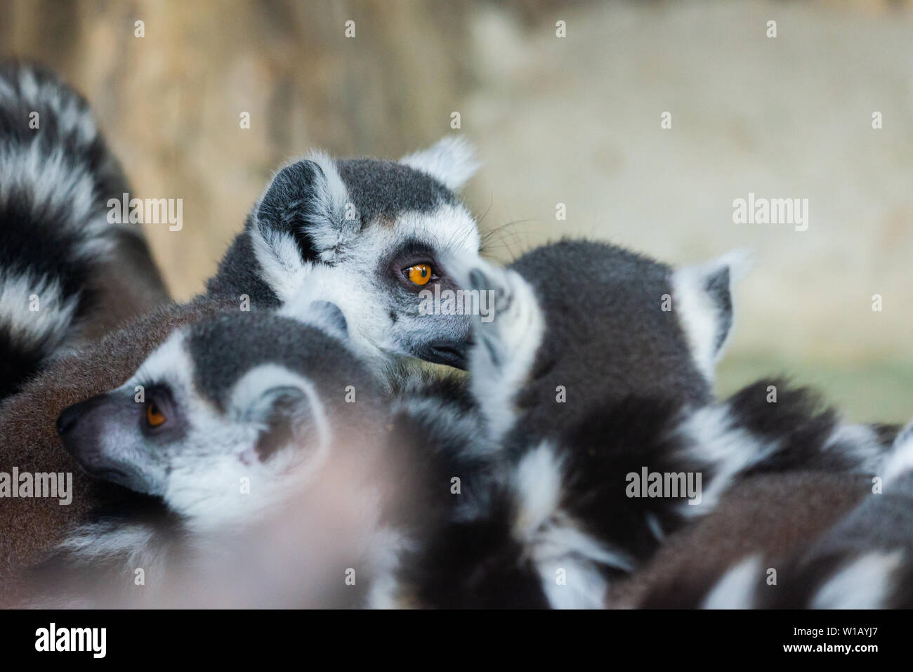 Ring-Tailed Lemurs closeup portrait, a large gray primate with golden ...