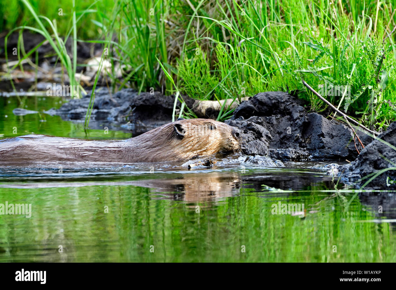 Beaver building dam canada hi-res stock photography and images - Alamy
