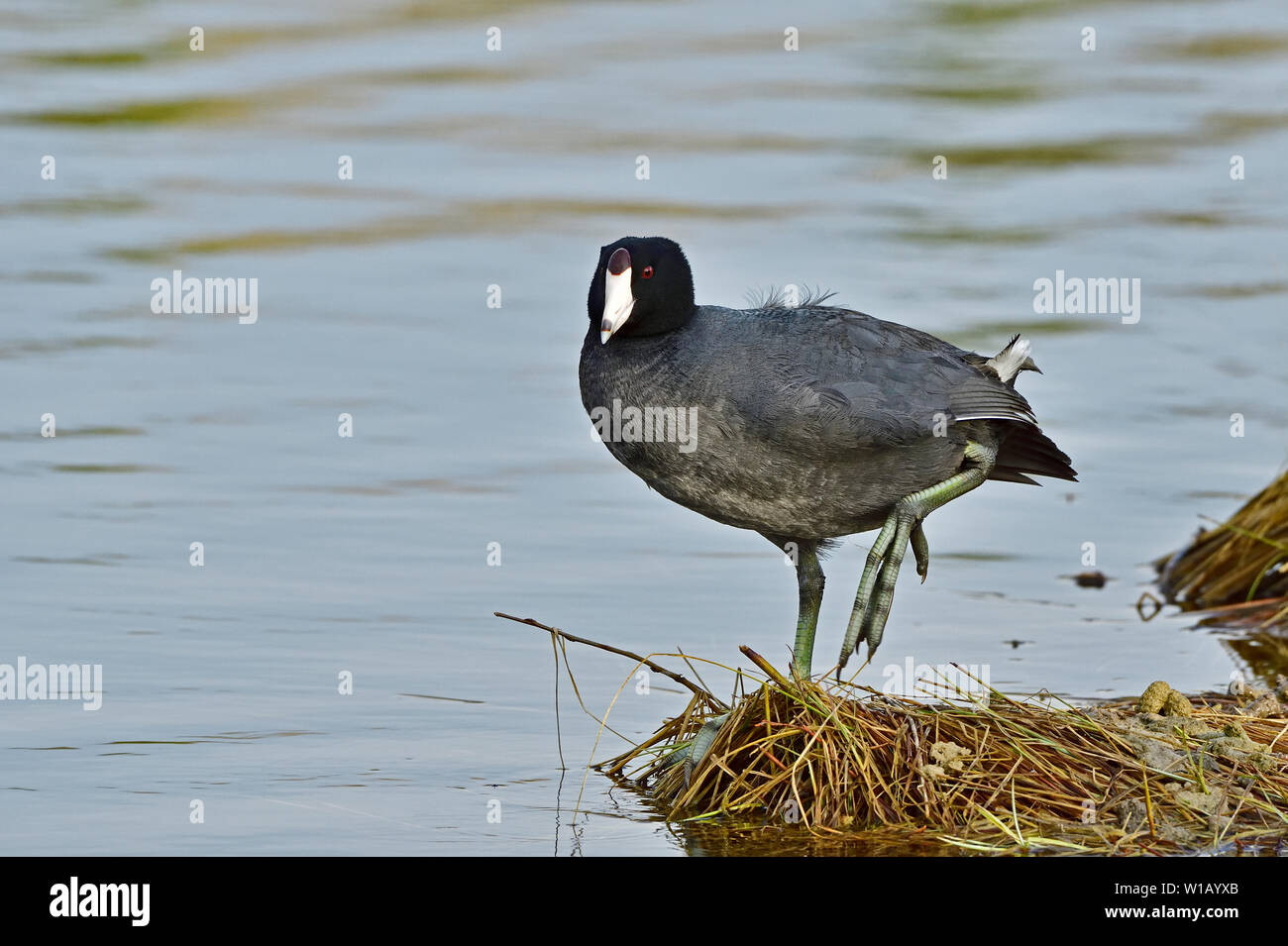 Coot duck on lakeshore hi-res stock photography and images - Alamy