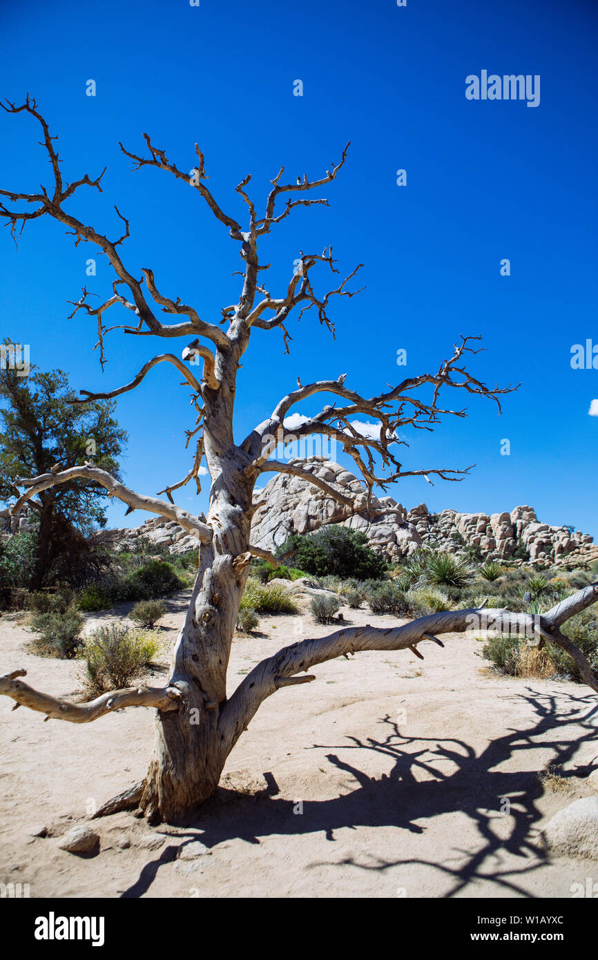 Dead joshua tree hi-res stock photography and images - Alamy