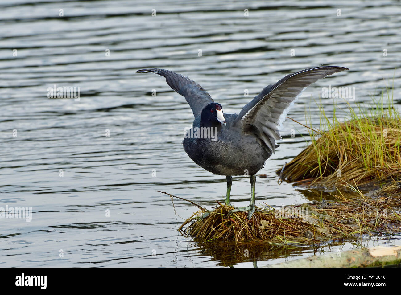 A wild coot duck " Fulica americana", standing on the shore flapping ...