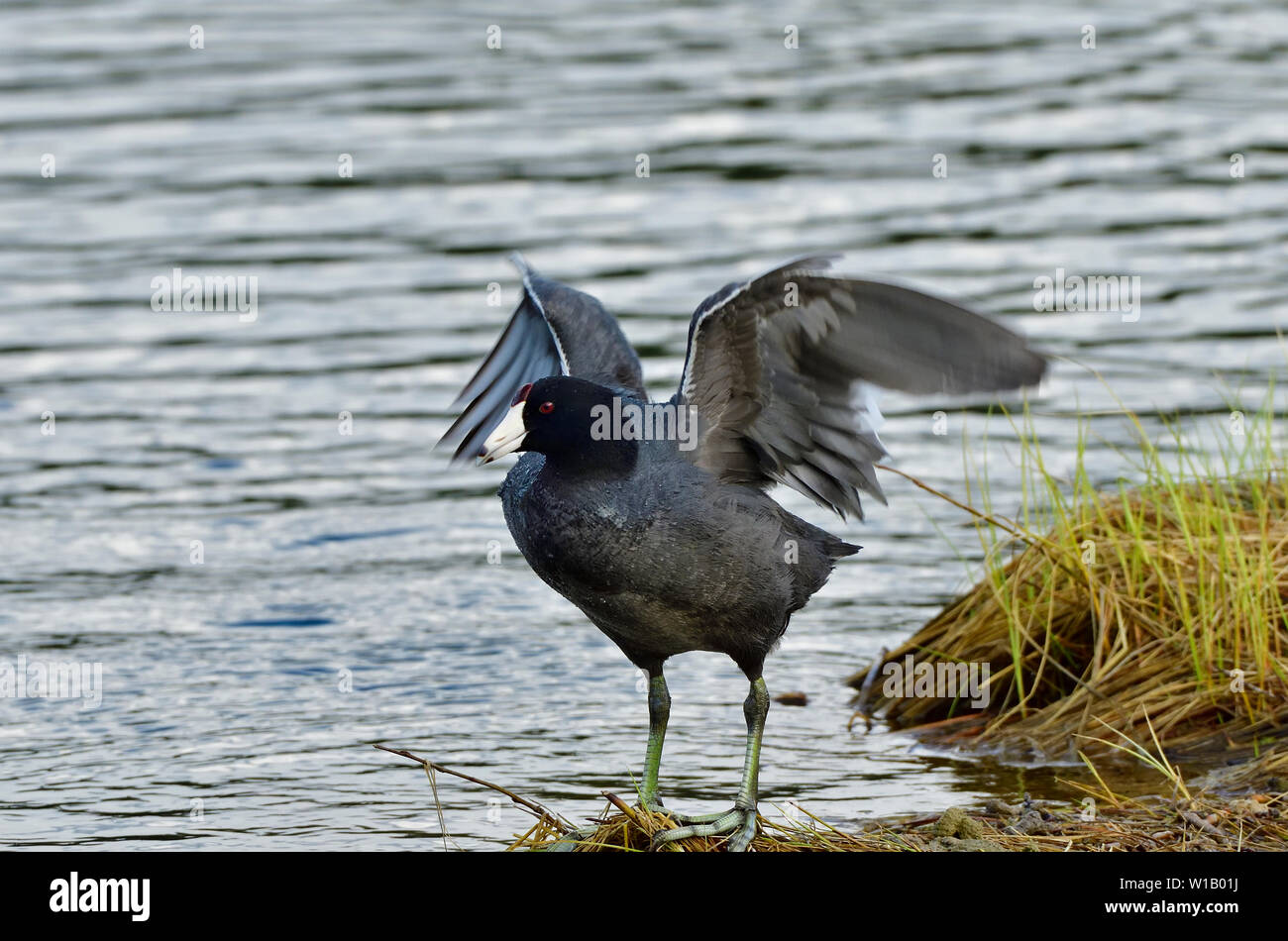American coot feet hi-res stock photography and images - Alamy