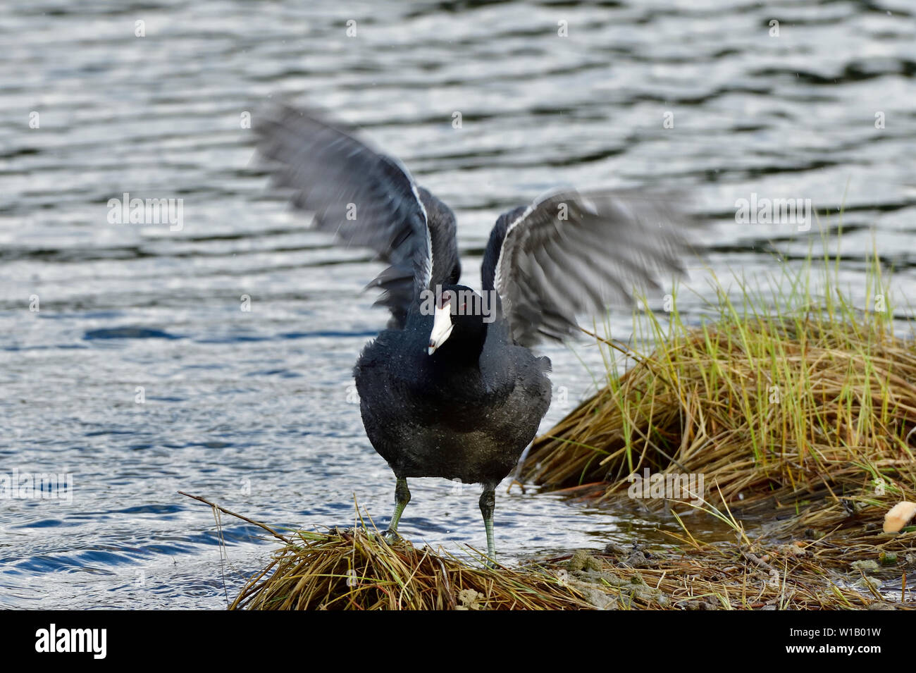 American coot feet hi-res stock photography and images - Alamy