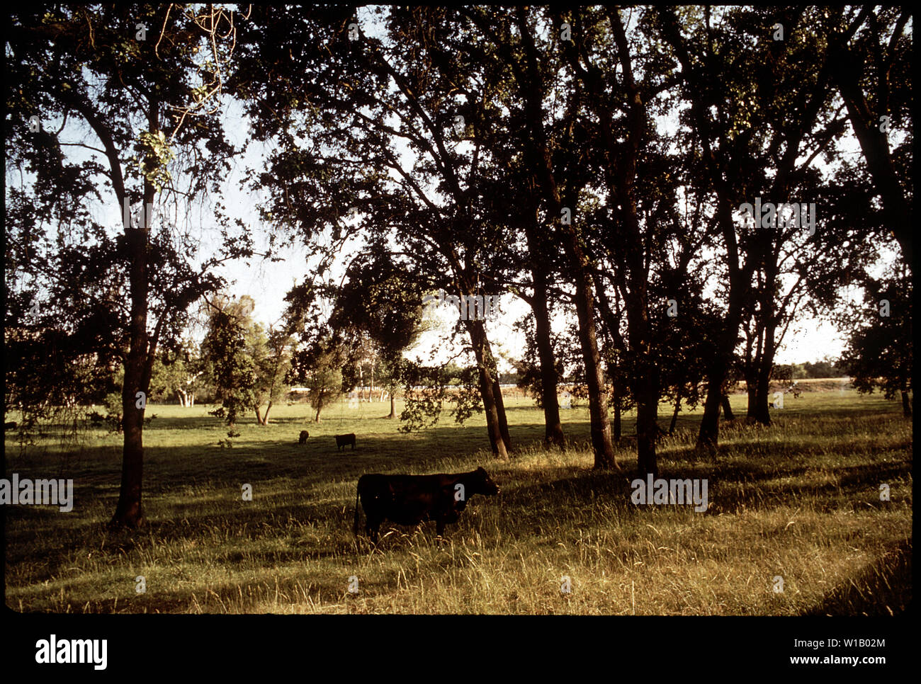 BLACK ANGUS CATTLE AT RANCH Stock Photo - Alamy