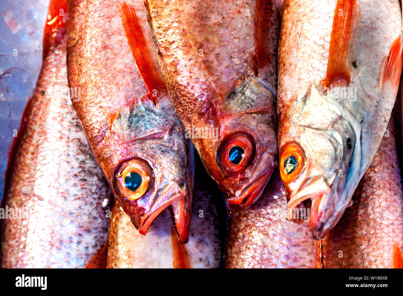 Akamutsu (Bluefish) red fish at Tsukiji Fish Market in Tokyo, Japan ...