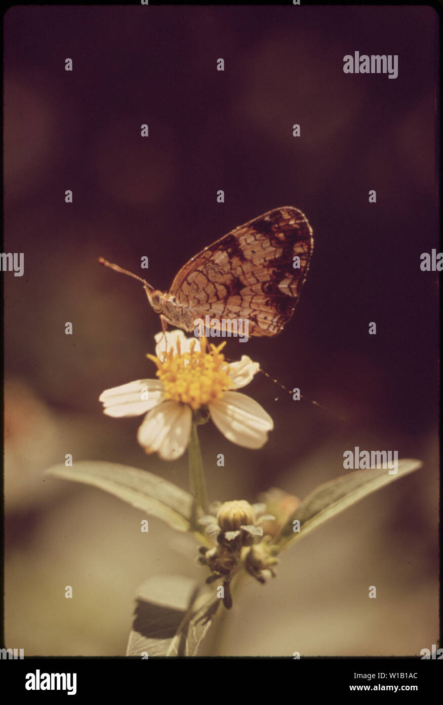 BUTTERFLY AND WILD FLOWERS IN EVERGLADES NATIONAL PARK Stock Photo - Alamy