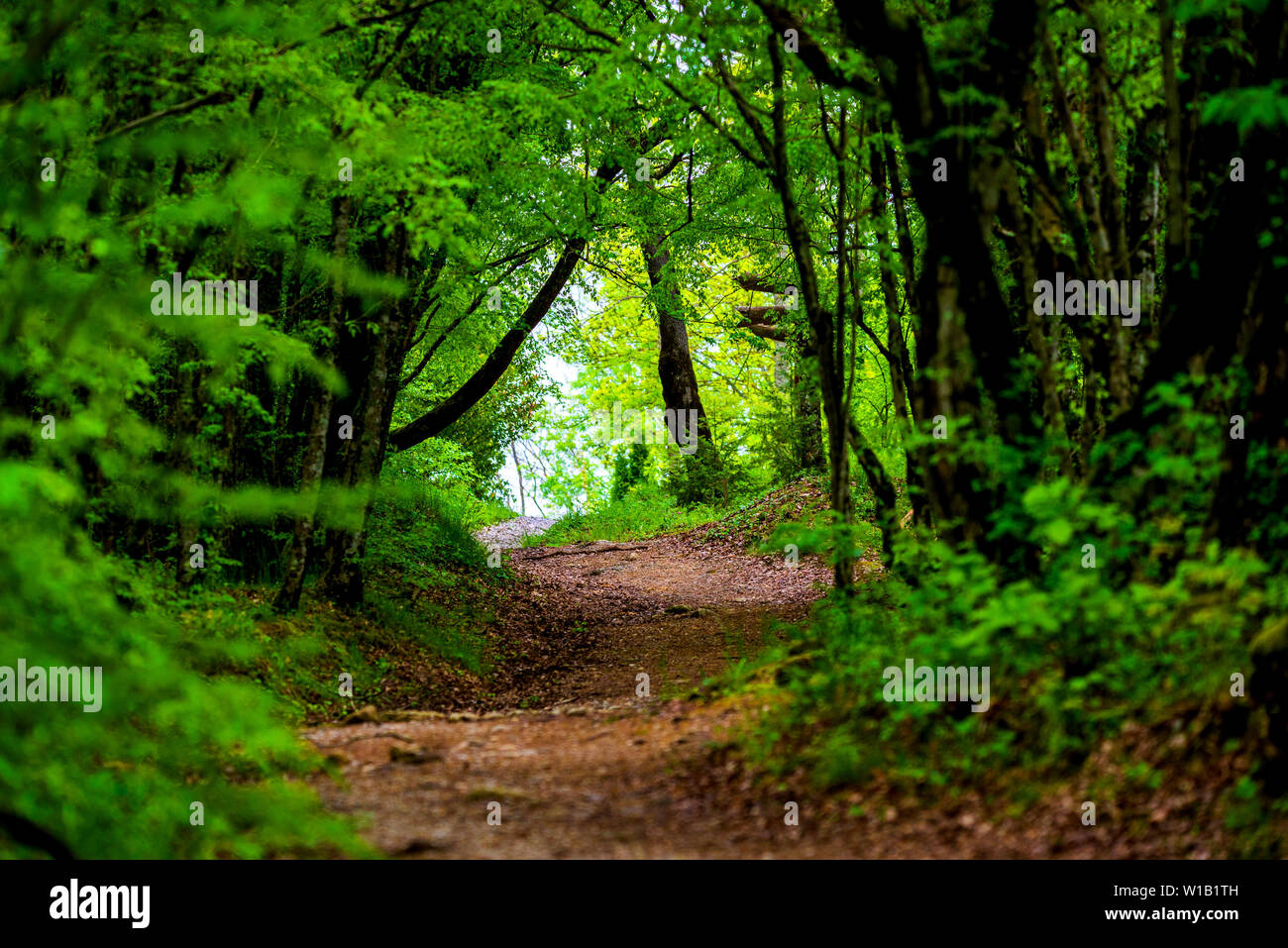 Walkway Lane Path With Green Trees in Forest. Beautiful Alley, road In ...