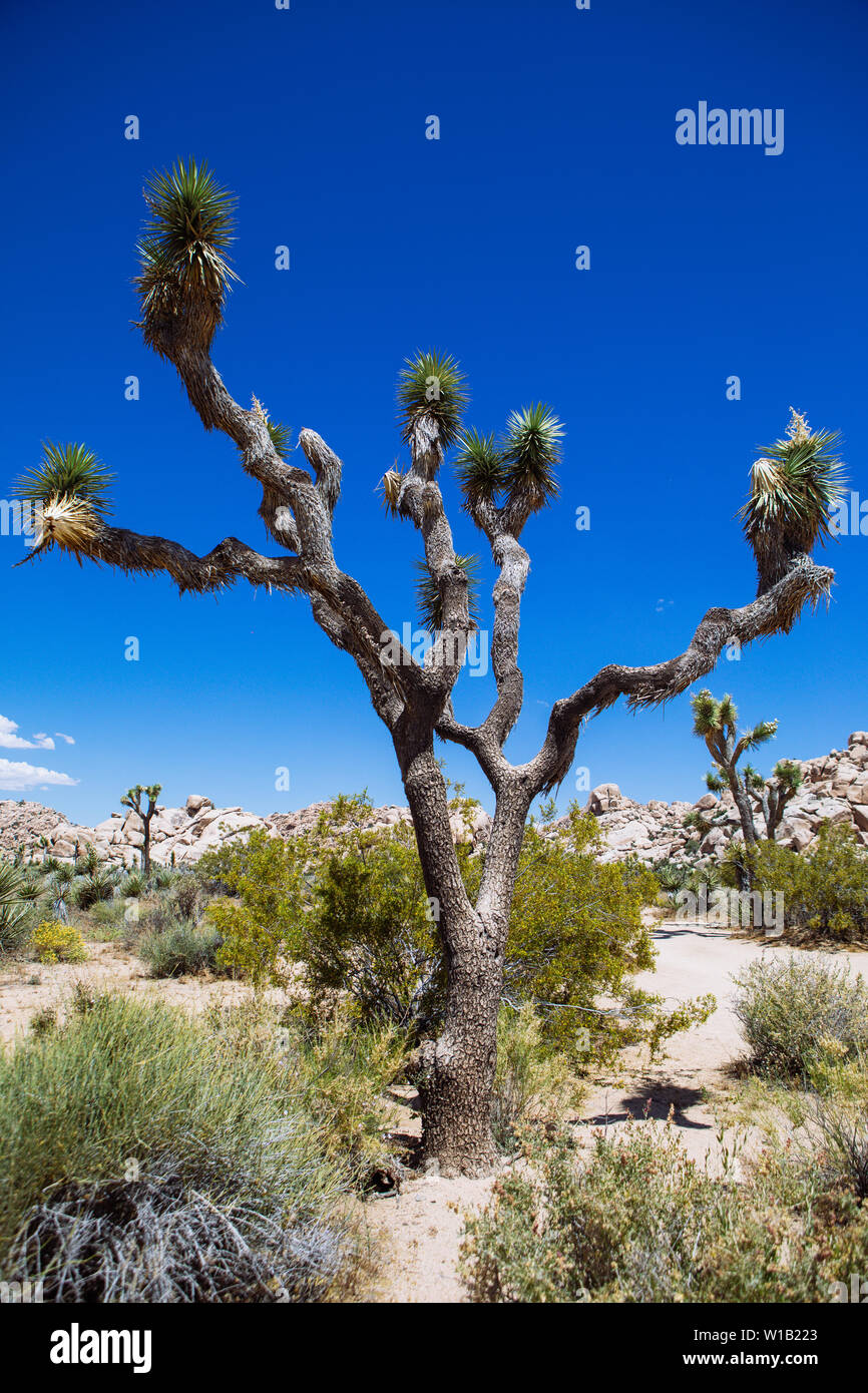 Joshua tree branches hi-res stock photography and images - Alamy
