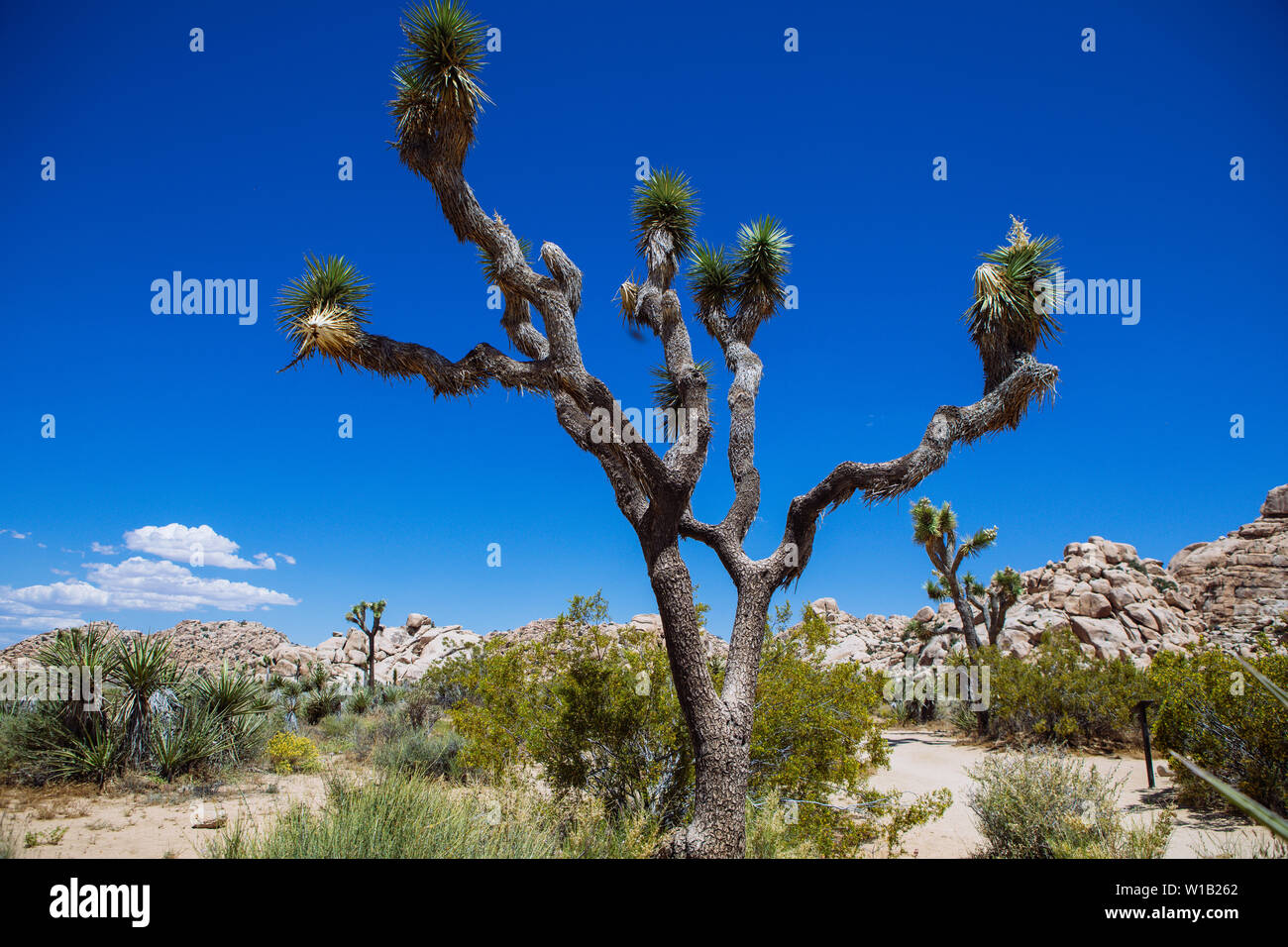 Joshua branches hi-res stock photography and images - Alamy