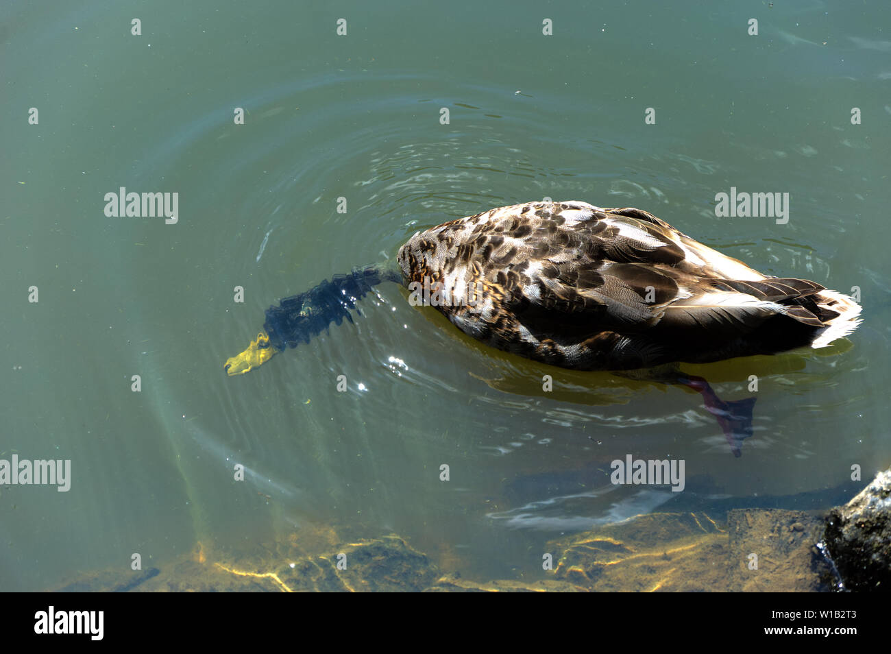 Duck swimming underwater view hi-res stock photography and images - Alamy