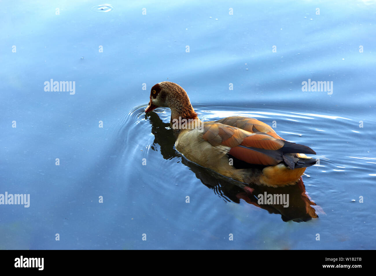 Egyptian duck hi-res stock photography and images - Alamy