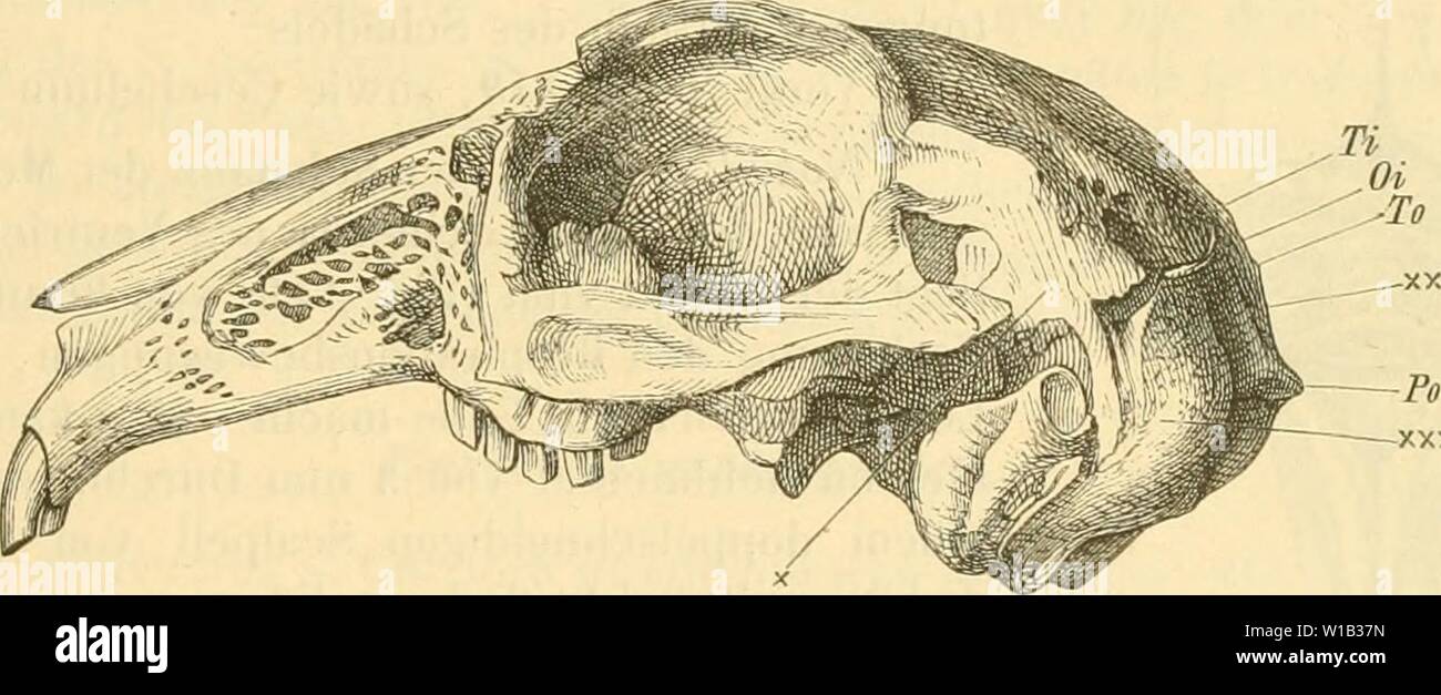 Gehirn anatomie illustration hi-res stock photography and images - Alamy