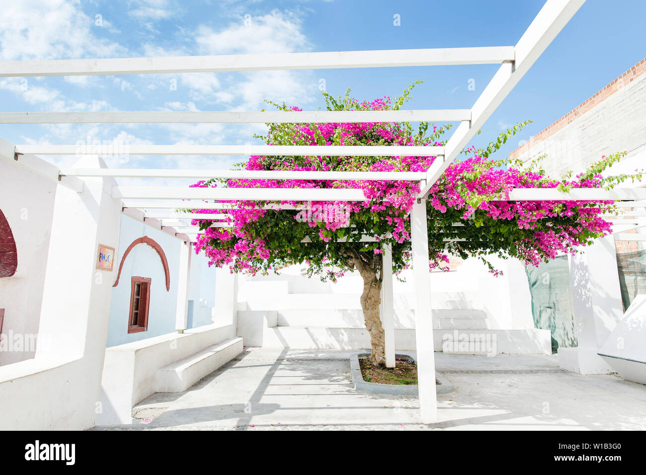 Pink Bougainvillea Flowers Santorini Greece Stock Photos & Pink ...