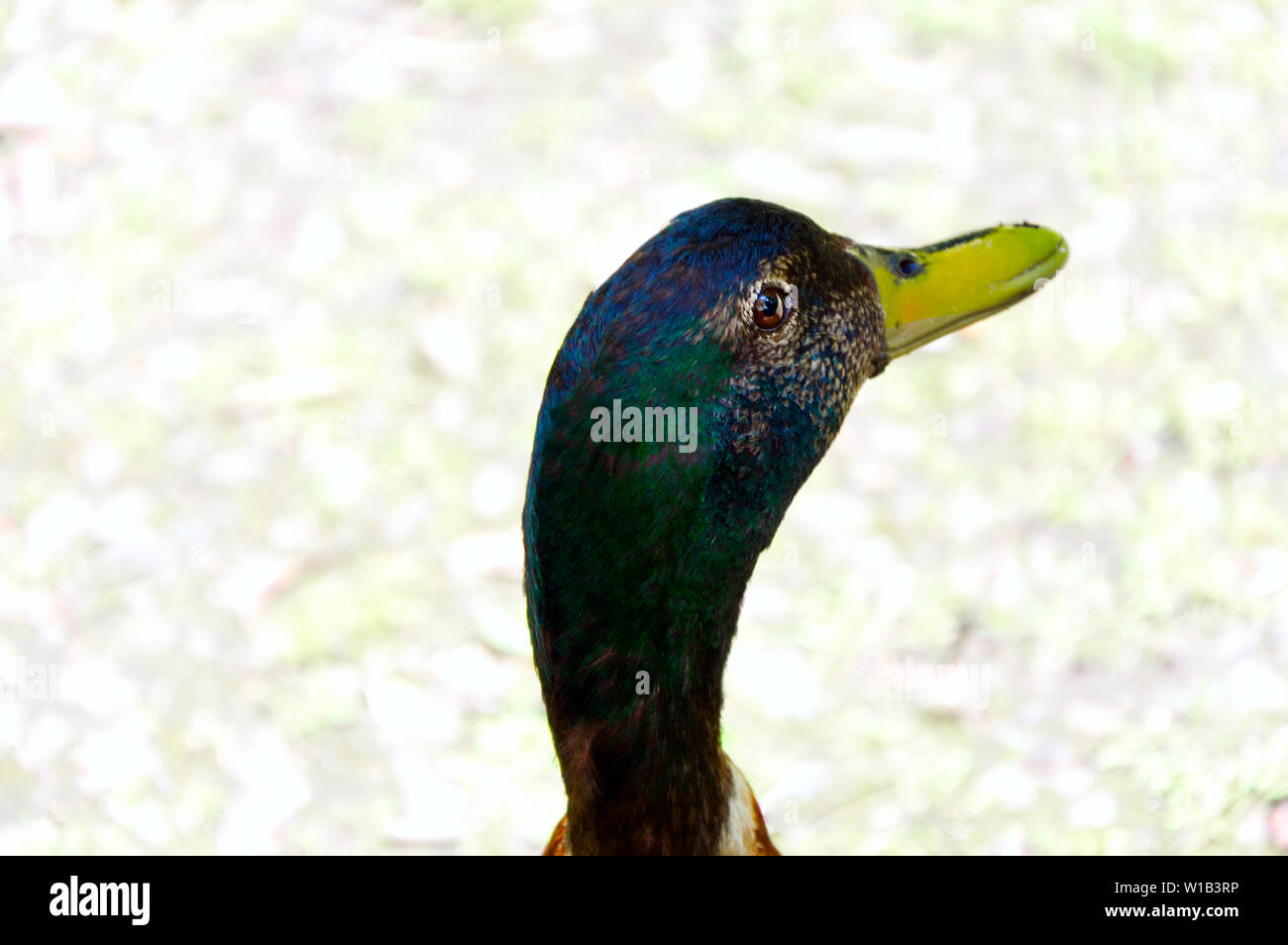 Mallard head hi-res stock photography and images - Alamy