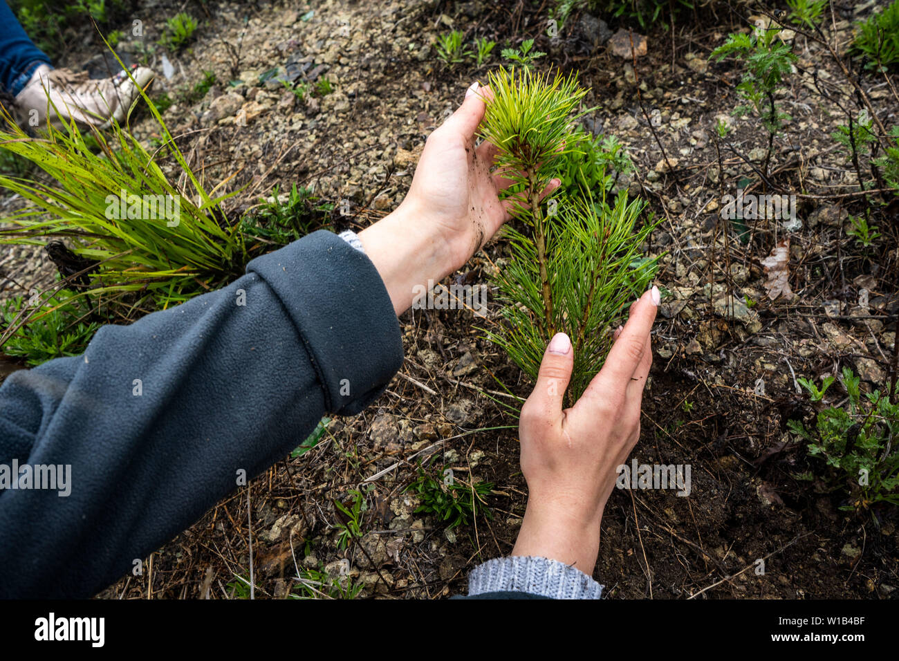 Fir tree sapling planting hi-res stock photography and images - Alamy