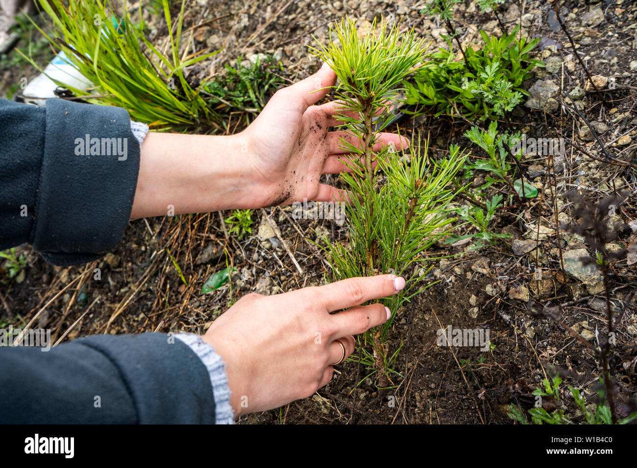 planting cedar seedlings. cedar seedlings close-up Stock Photo - Alamy