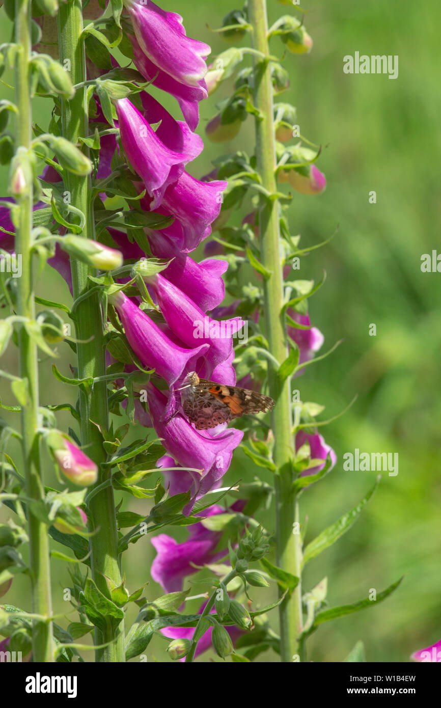 Long Proboscis High Resolution Stock Photography and Images - Alamy