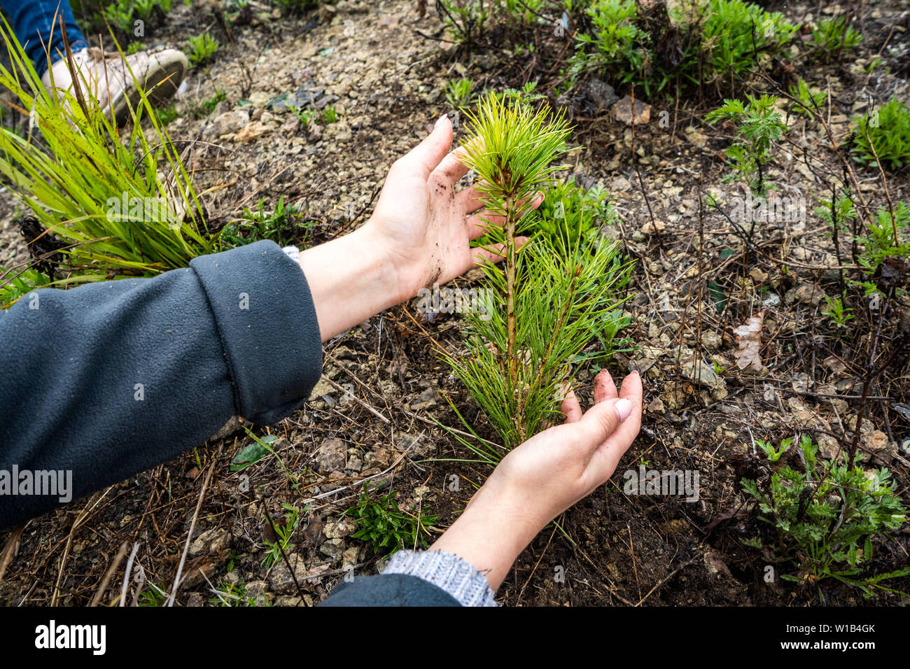 planting cedar seedlings. cedar seedlings close-up Stock Photo - Alamy