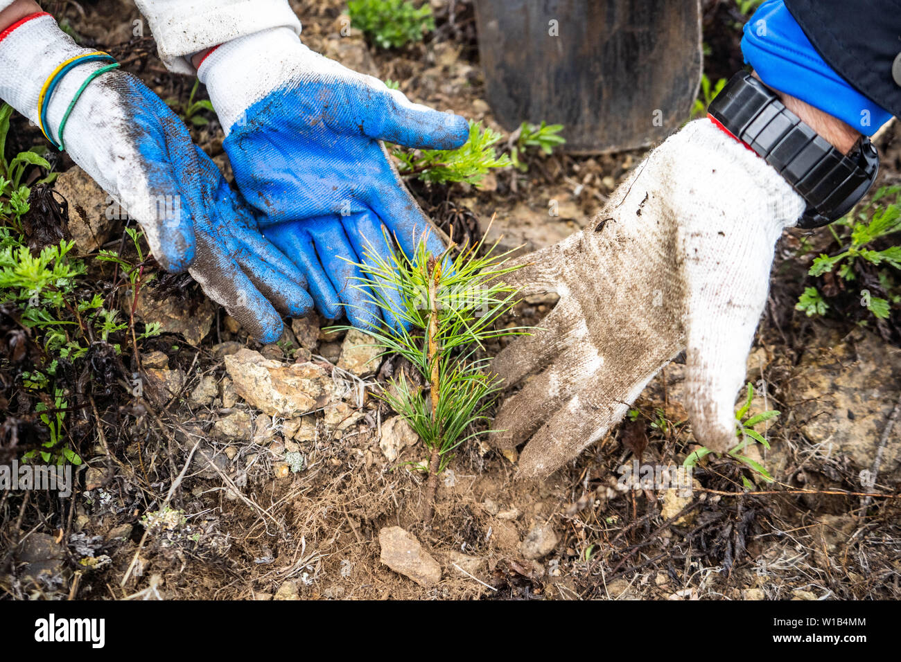 planting cedar seedlings. cedar seedlings close-up Stock Photo - Alamy