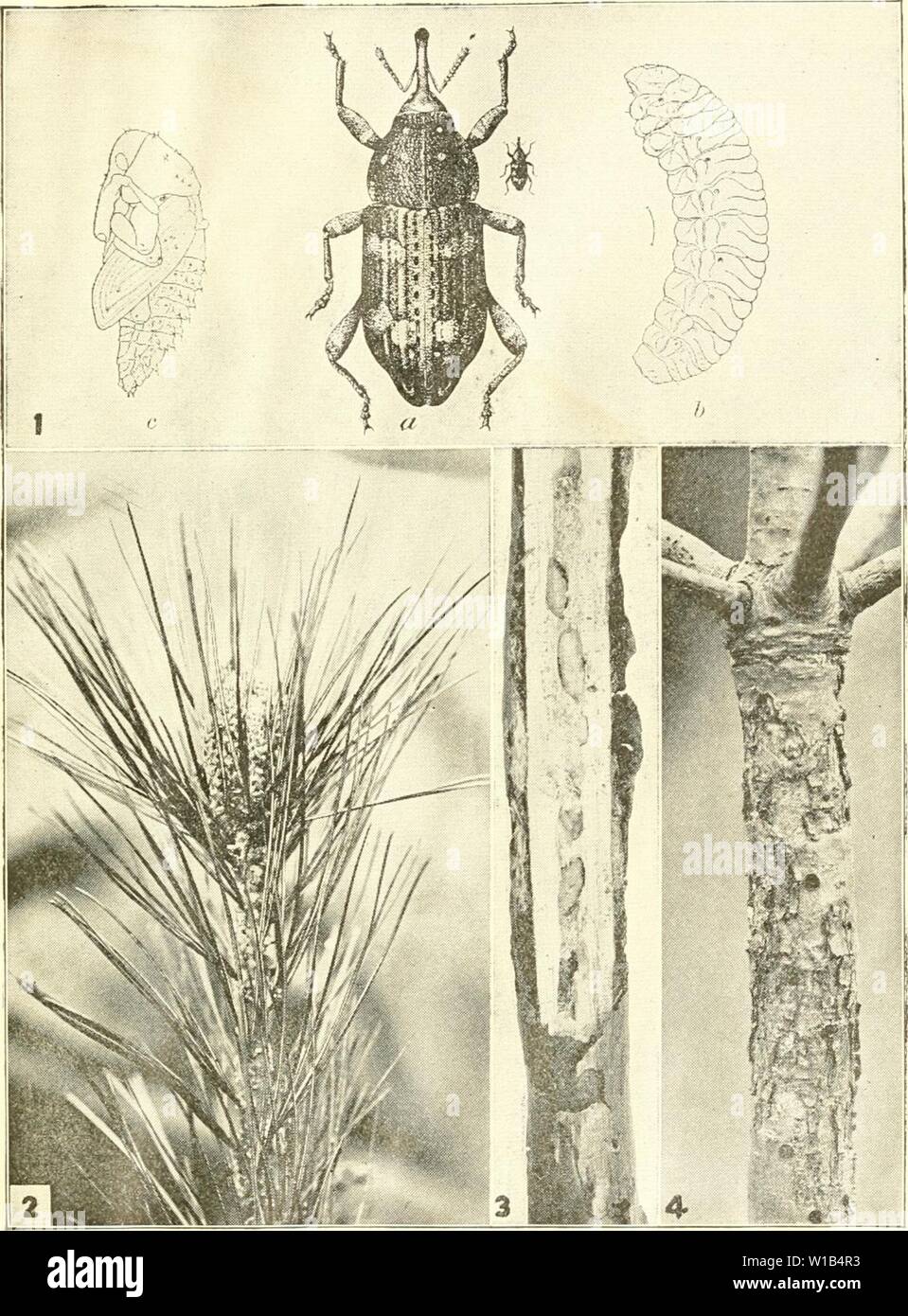 Archive image from page 316 of Destructive insects affecting Ohio shade ...