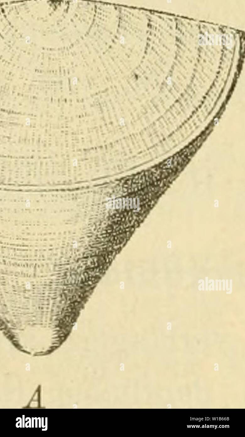 Cyathophyllum hi-res stock photography and images - Alamy