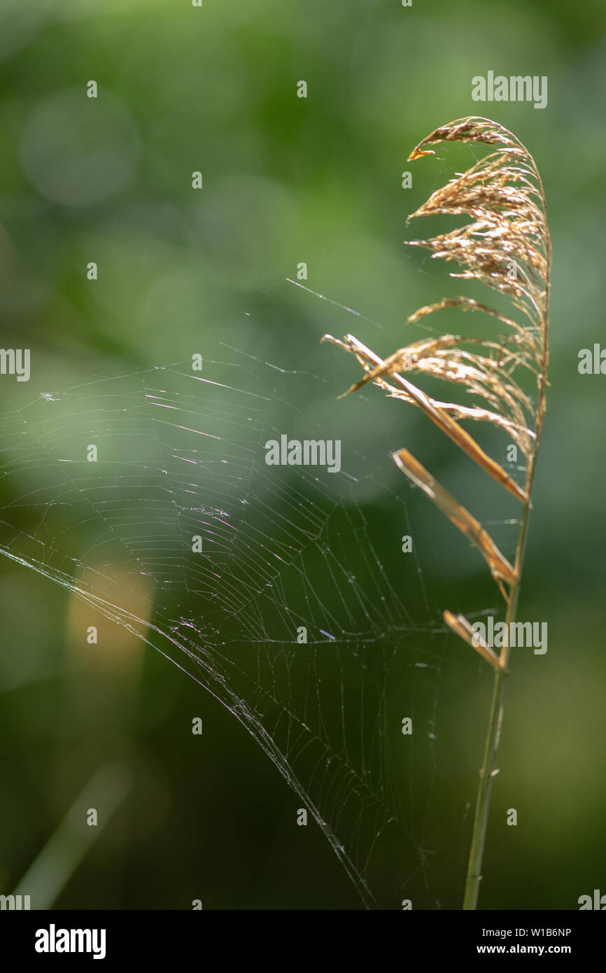 Spider’s Web, blowing in the wind. Attached to Reed (Phragmites ...