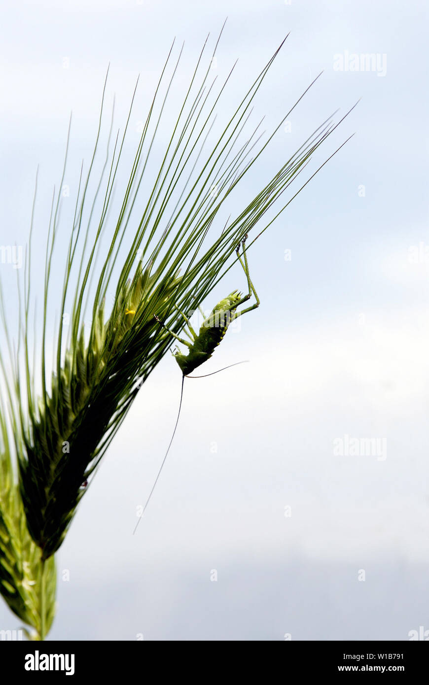Insect on an ear of wheat hi-res stock photography and images - Alamy