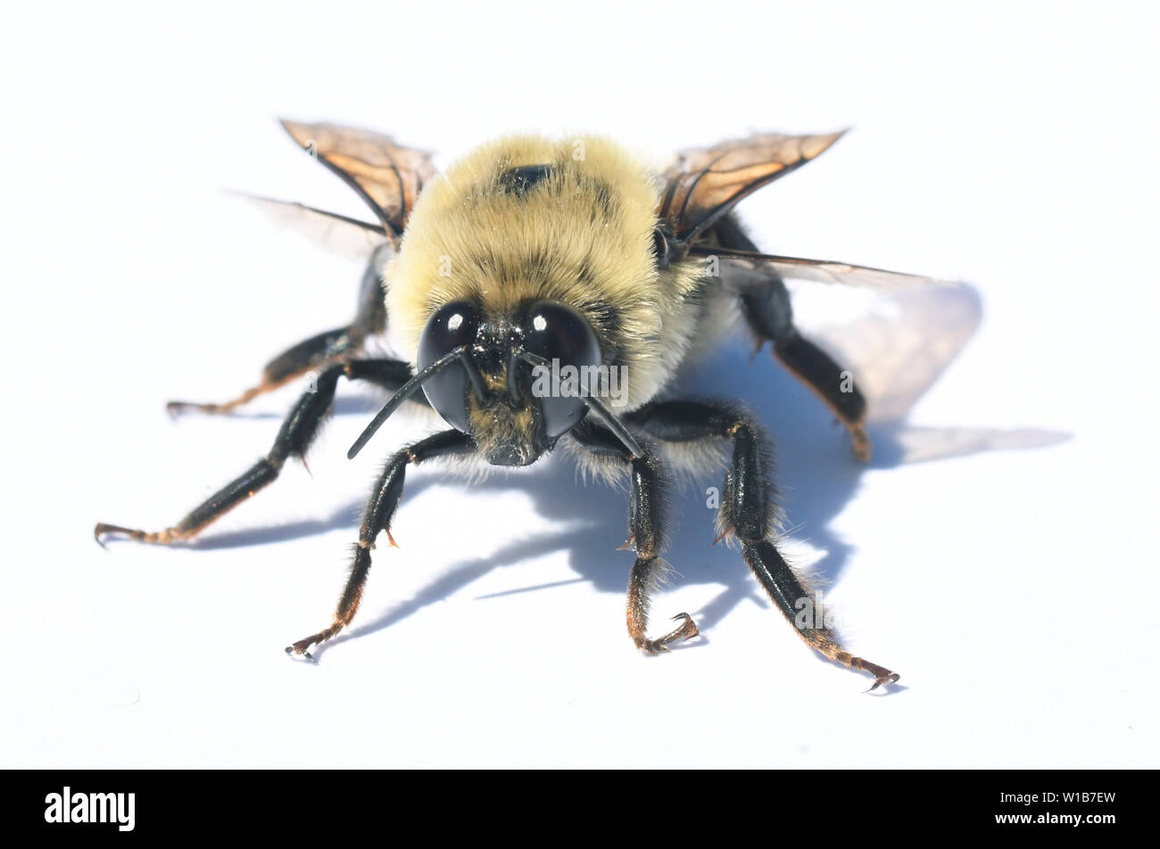 Nevada Bumblebee (Bombus nevadensis) Male with large eyes, Columbia ...