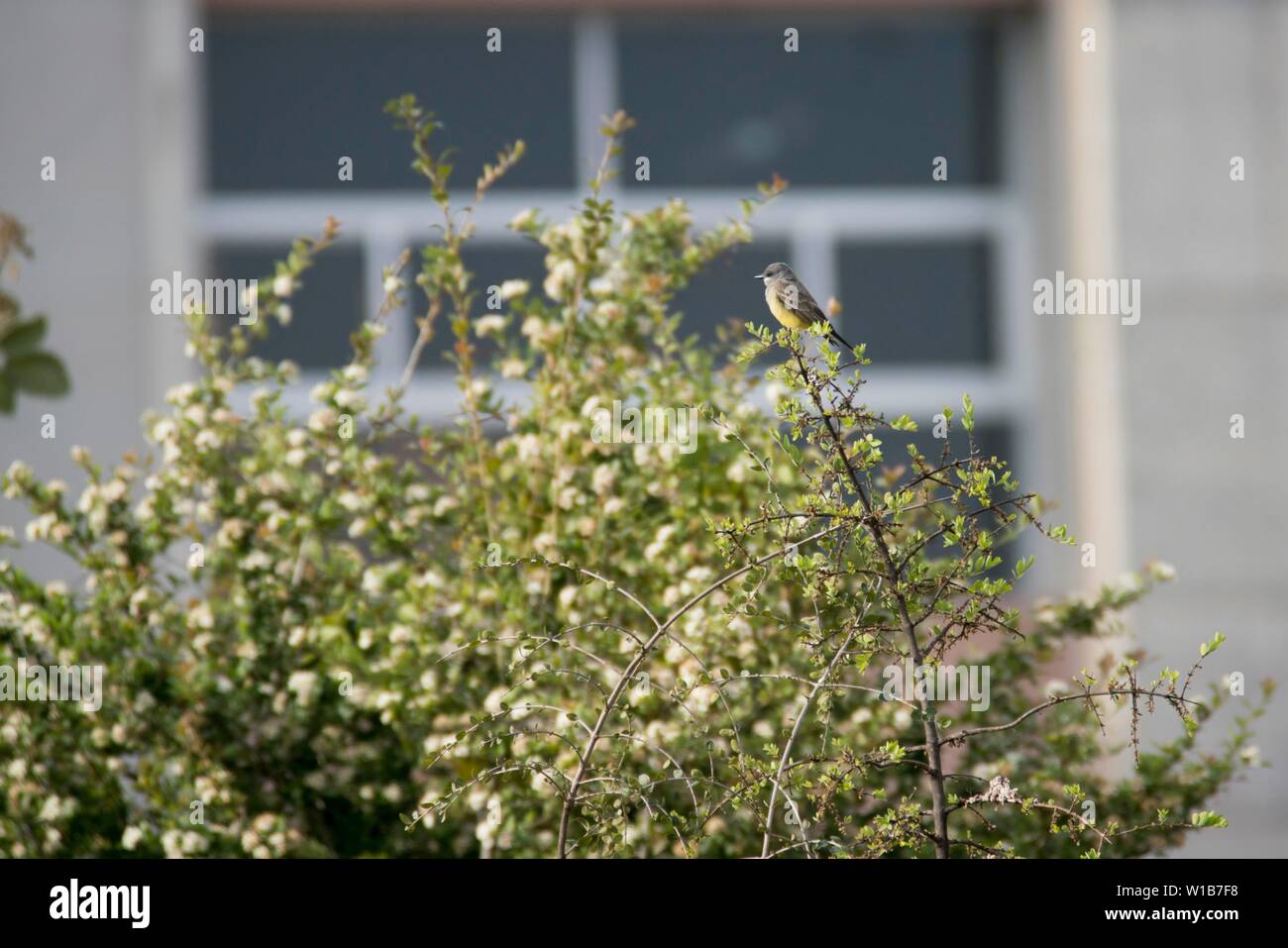 Tirano chibiu hi-res stock photography and images - Alamy