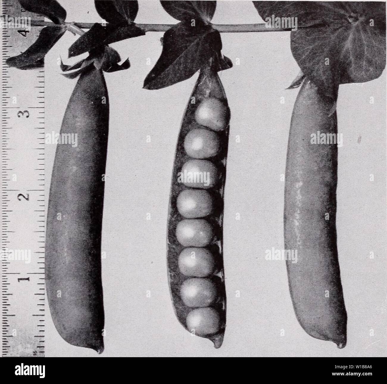 Garden sieve seeds hi-res stock photography and images - Alamy