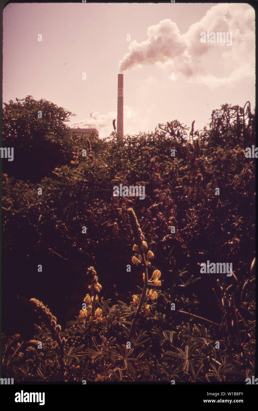 Samoa pulp mill hi-res stock photography and images - Alamy