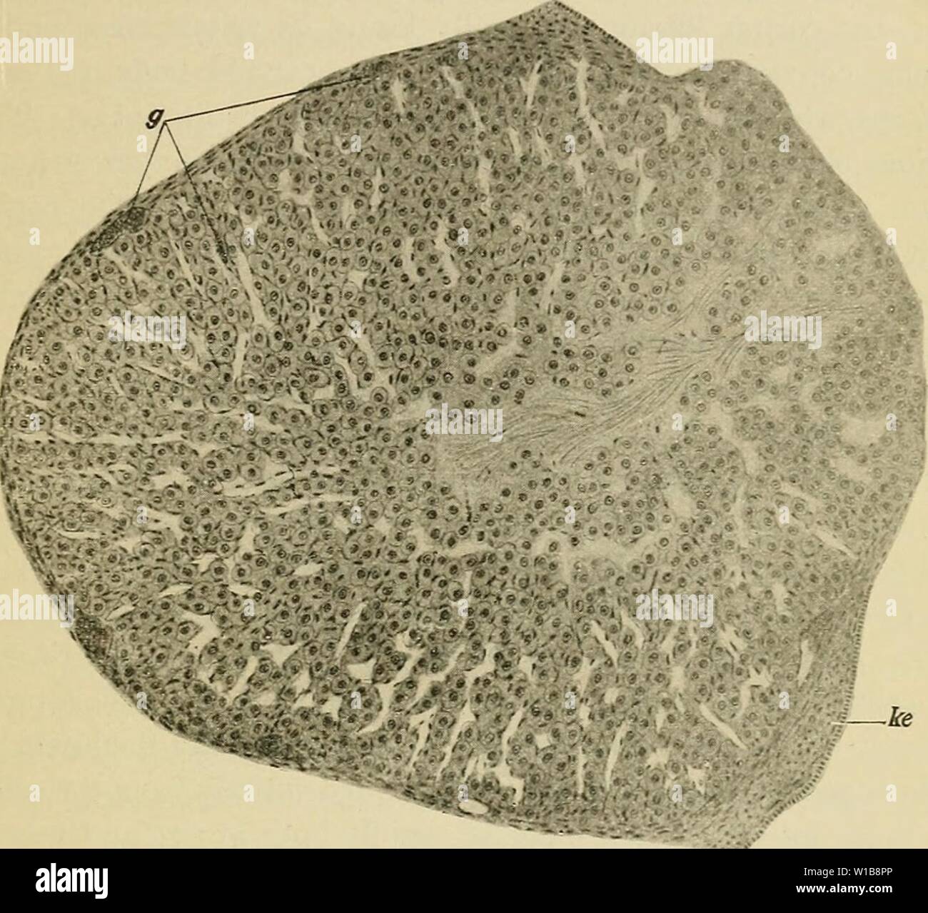 Corpus luteum hi-res stock photography and images - Alamy