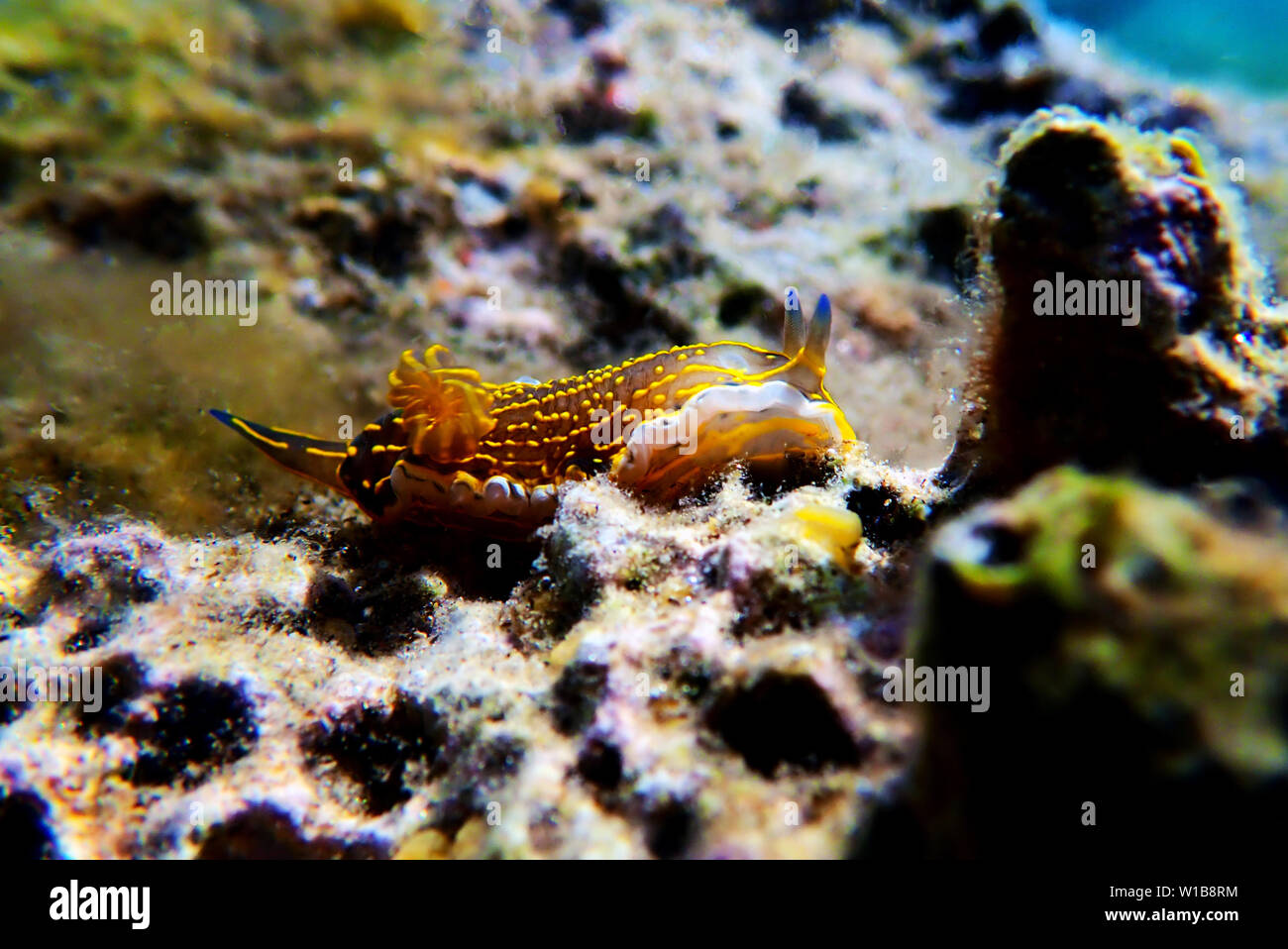 Regal Sea Goddess - (Felimare picta Stock Photo - Alamy