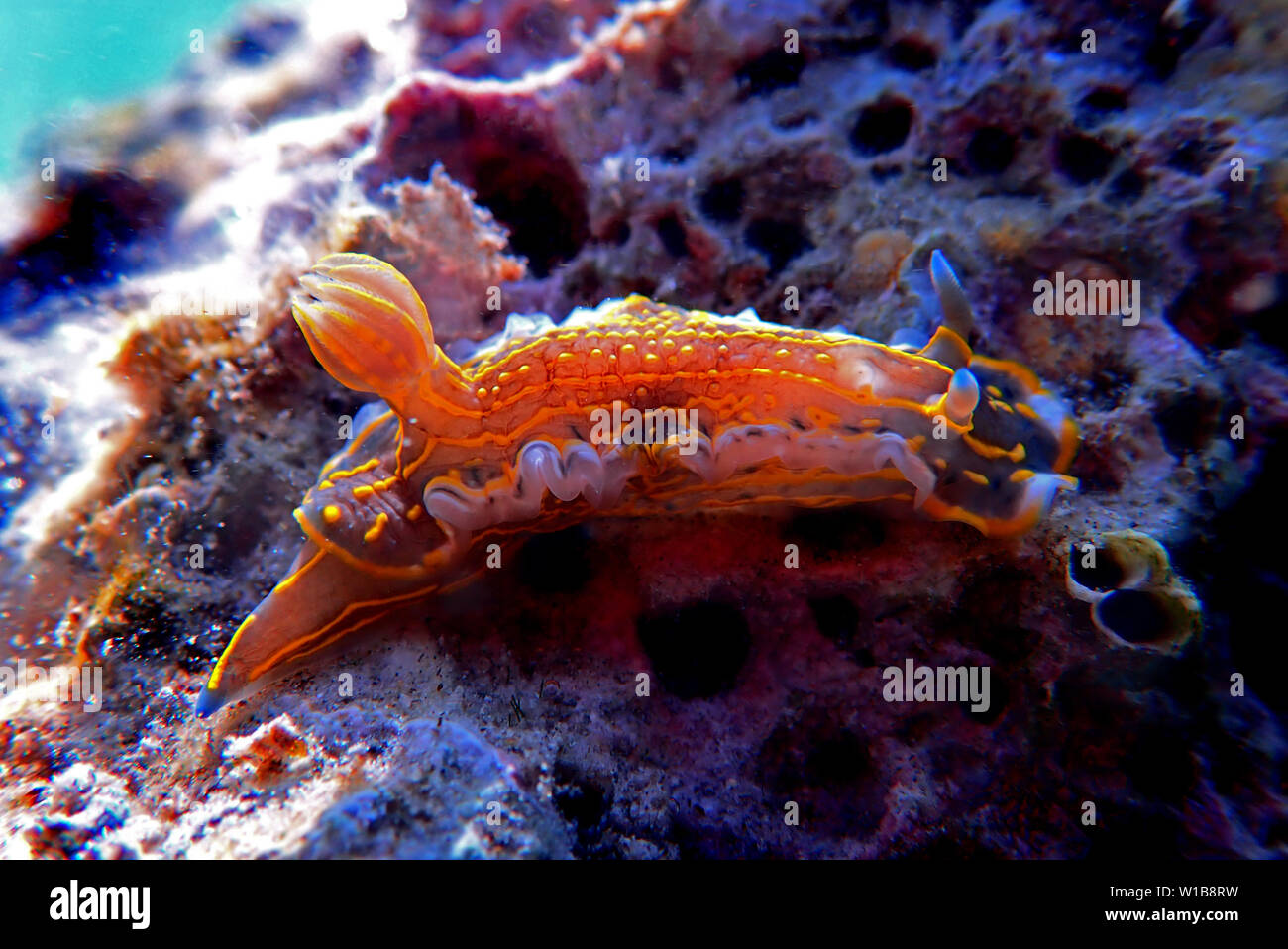 Regal Sea Goddess - (Felimare picta Stock Photo - Alamy