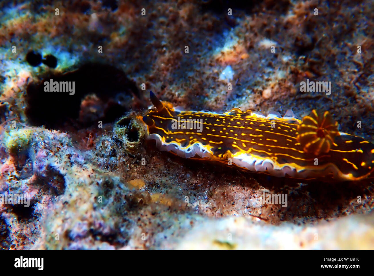 Regal Sea Goddess - (Felimare picta Stock Photo - Alamy