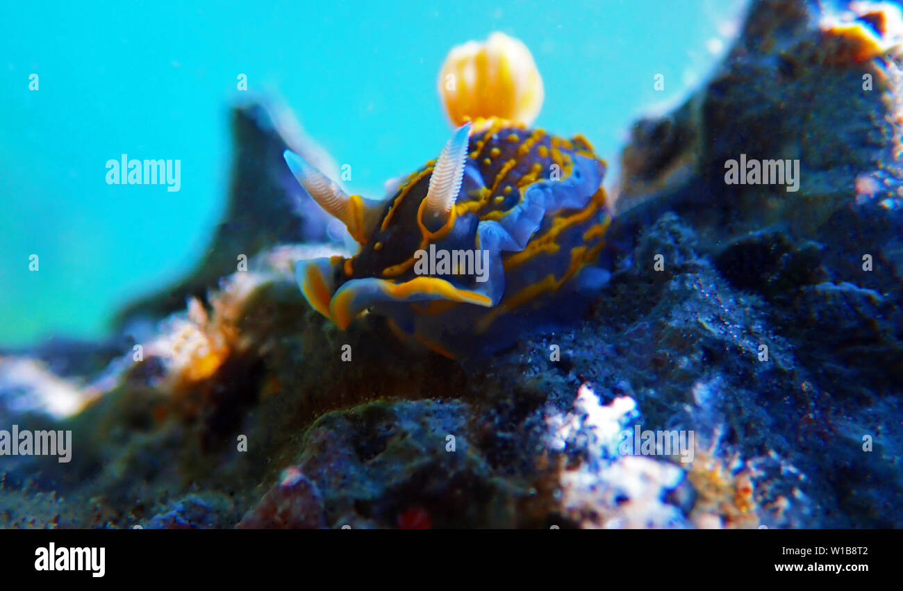Regal Sea Goddess - (Felimare picta Stock Photo - Alamy