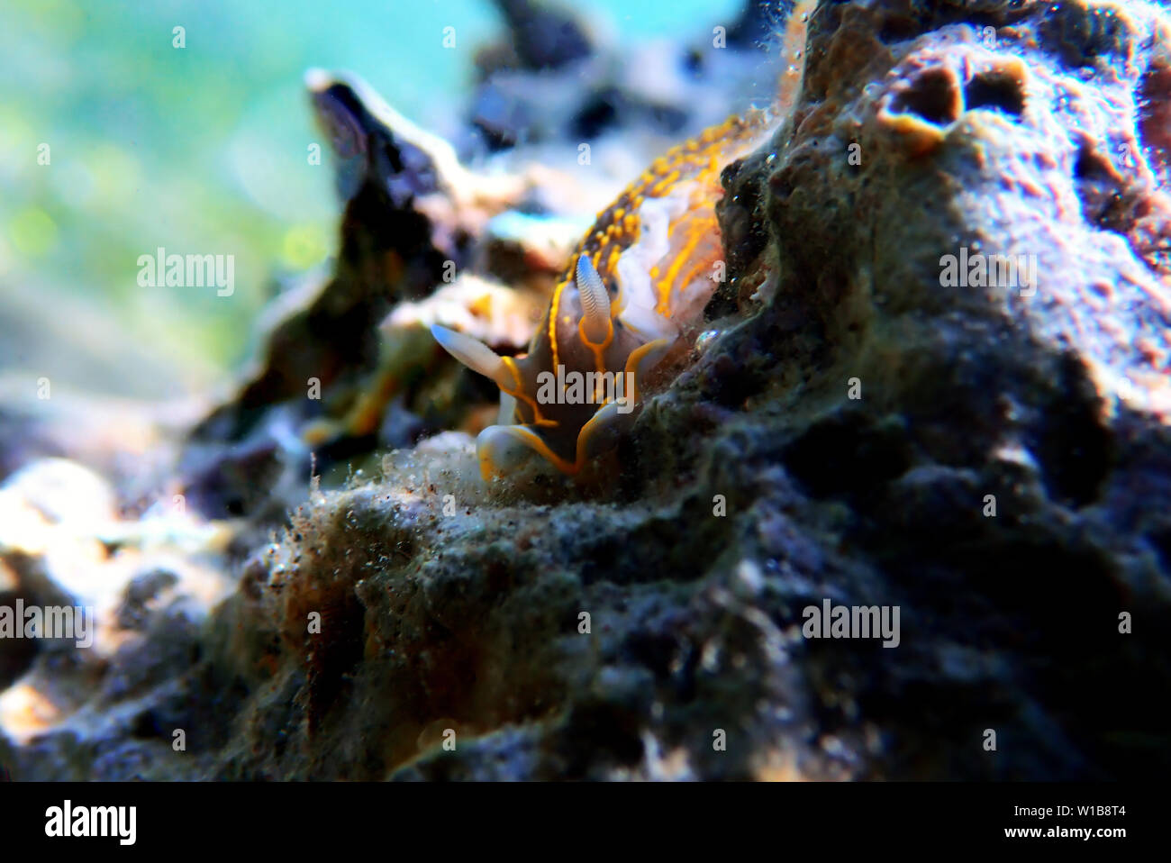 Regal Sea Goddess - (Felimare picta Stock Photo - Alamy