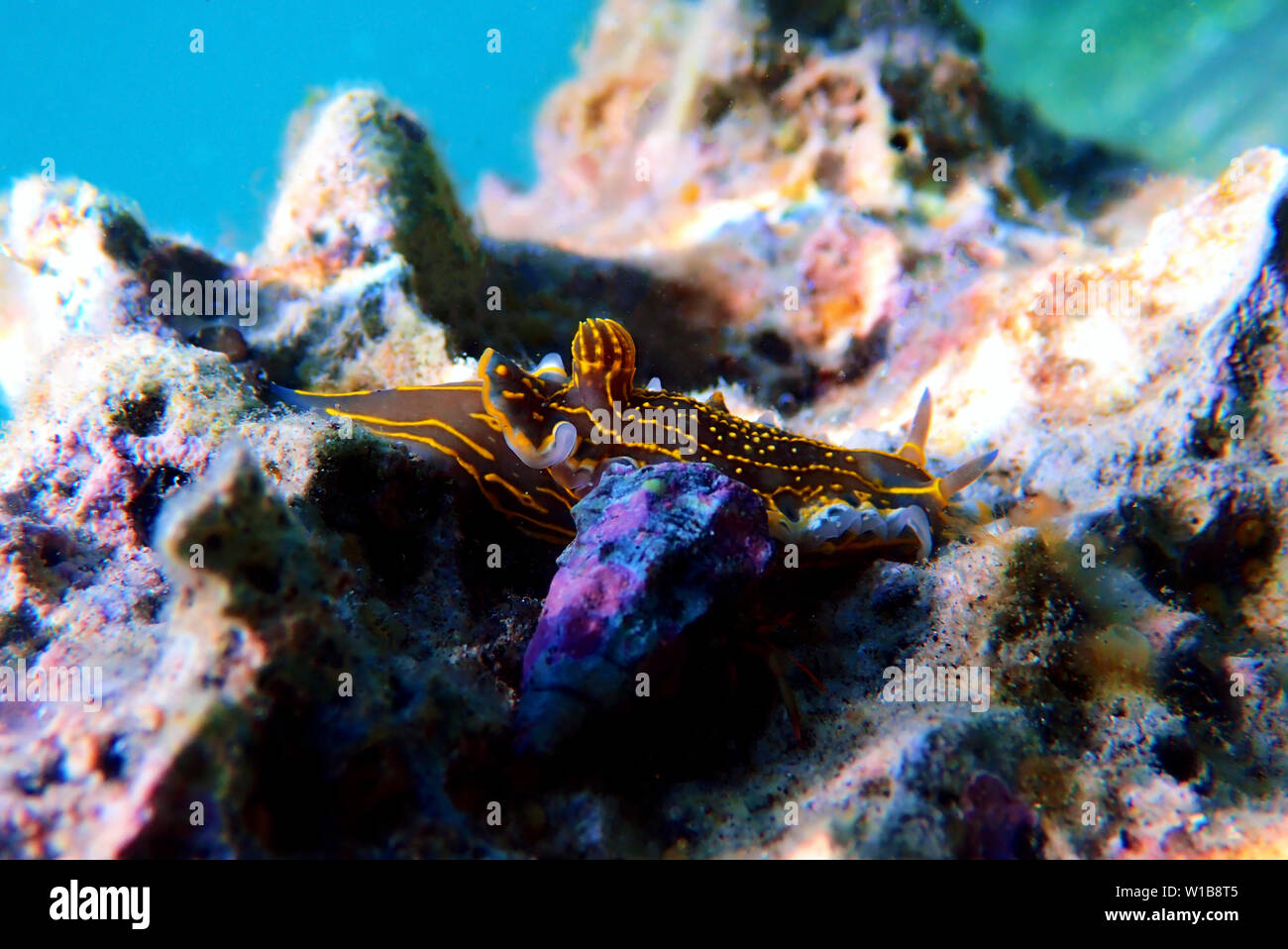 Regal Sea Goddess - (Felimare picta Stock Photo - Alamy