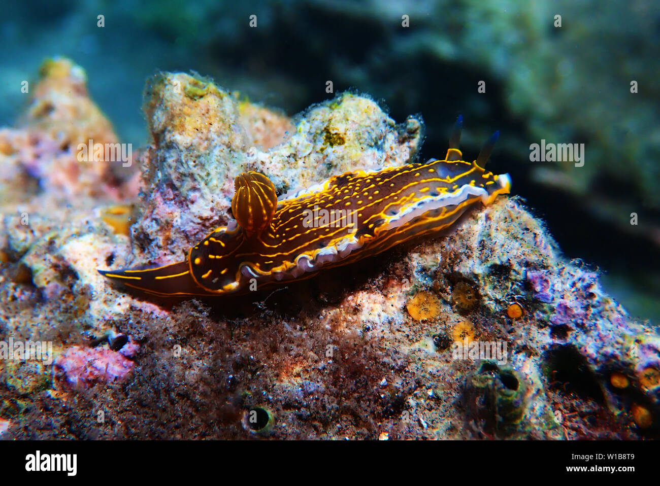 Regal Sea Goddess - (Felimare picta Stock Photo - Alamy