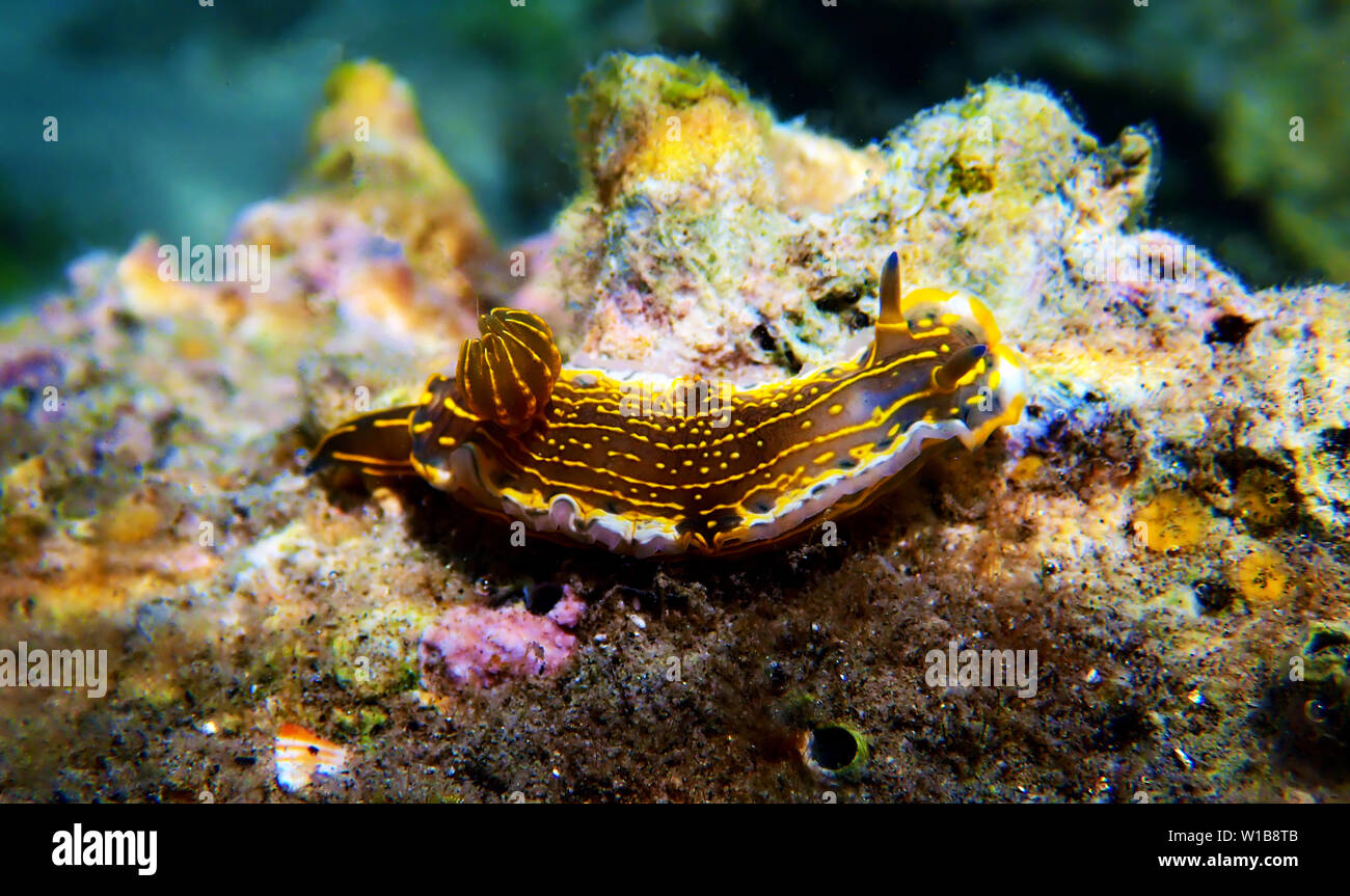 Regal Sea Goddess - (Felimare picta Stock Photo - Alamy